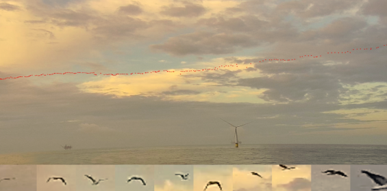 New Ai Bird Monitoring Solution For Offshore Wind Farms Odee Offshore Design And Engineering